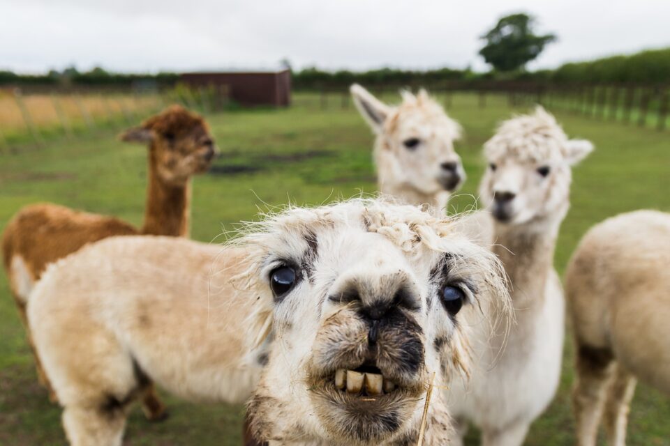 6 Lessons A Child Can Learn From Visit a Llama and Alpaca Farm - Mommy ...